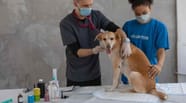 How To Become A Veterinary Doctor Steps Career Salary Getmyuni How To Become A Veterinary Doctor Steps Career Salary Getmyuni